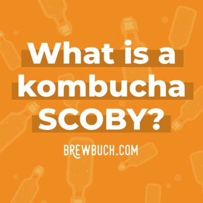 What Is A SCOBY In Kombucha? Is It The Same As A Pellicle? | Brew Buch