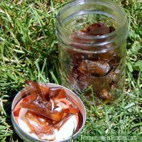 Can you eat your kombucha SCOBY? | Brew Buch