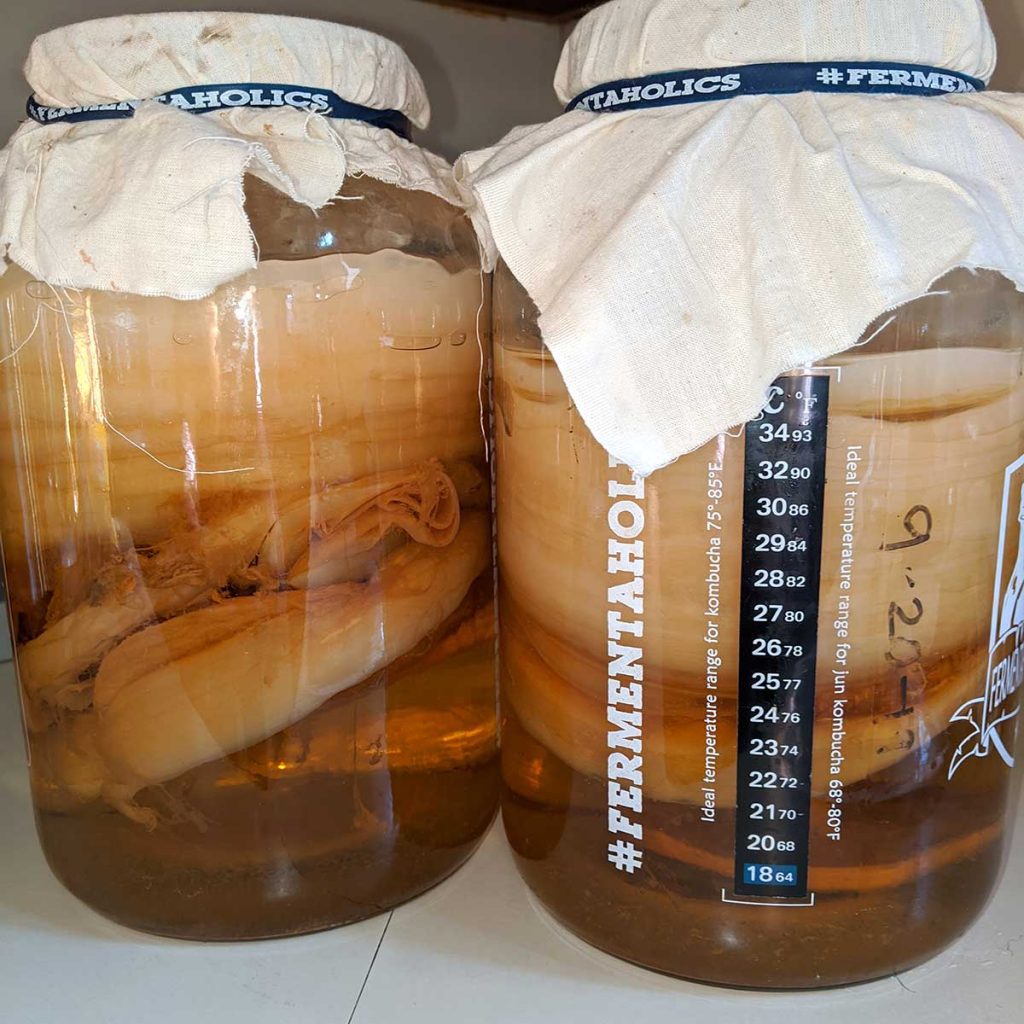 What Is A SCOBY In Kombucha? Is It The Same As A Pellicle? | Brew Buch