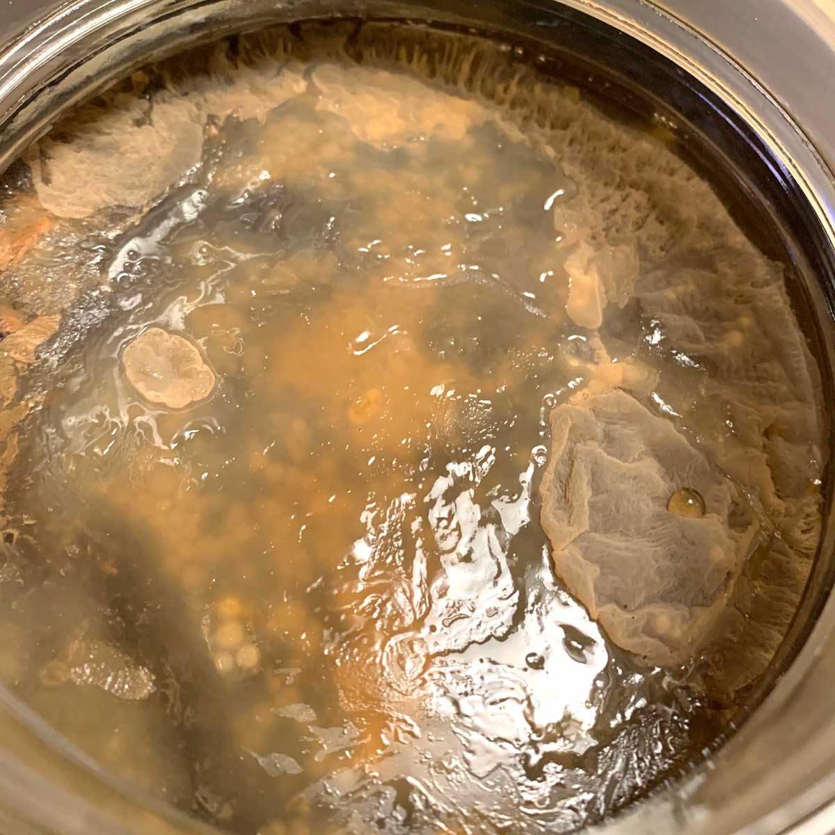 Kombucha Mold vs. Not Mold (with Photos) | Brew Buch