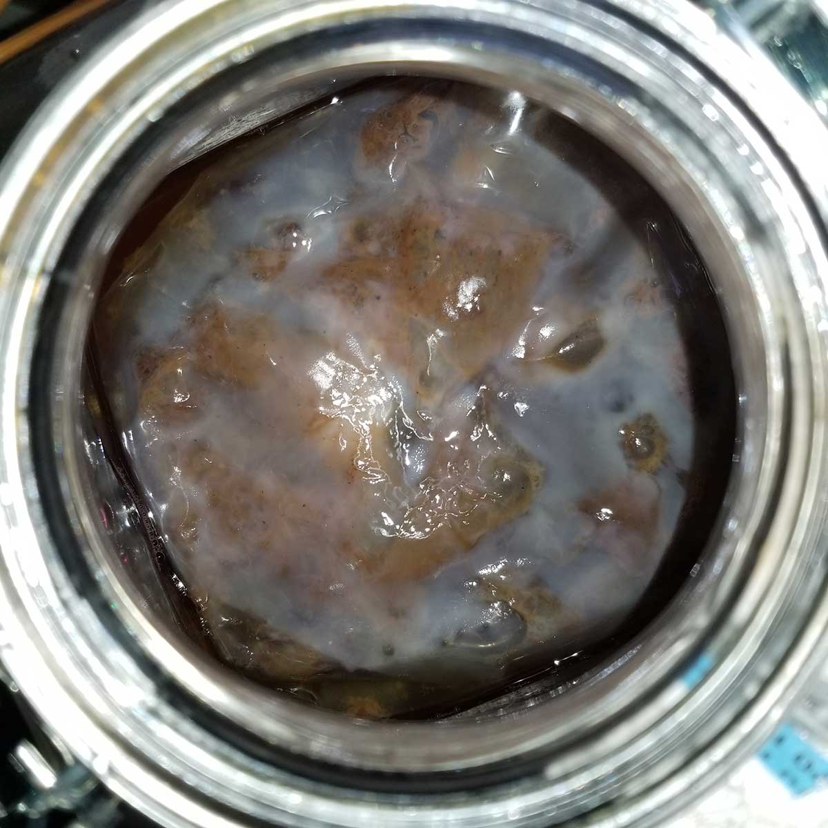 Kombucha Mold vs. Not Mold (with Photos) | Brew Buch