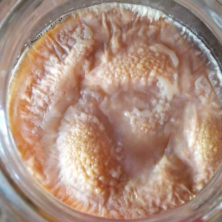 Kombucha Mold vs. Not Mold (with Photos) | Brew Buch