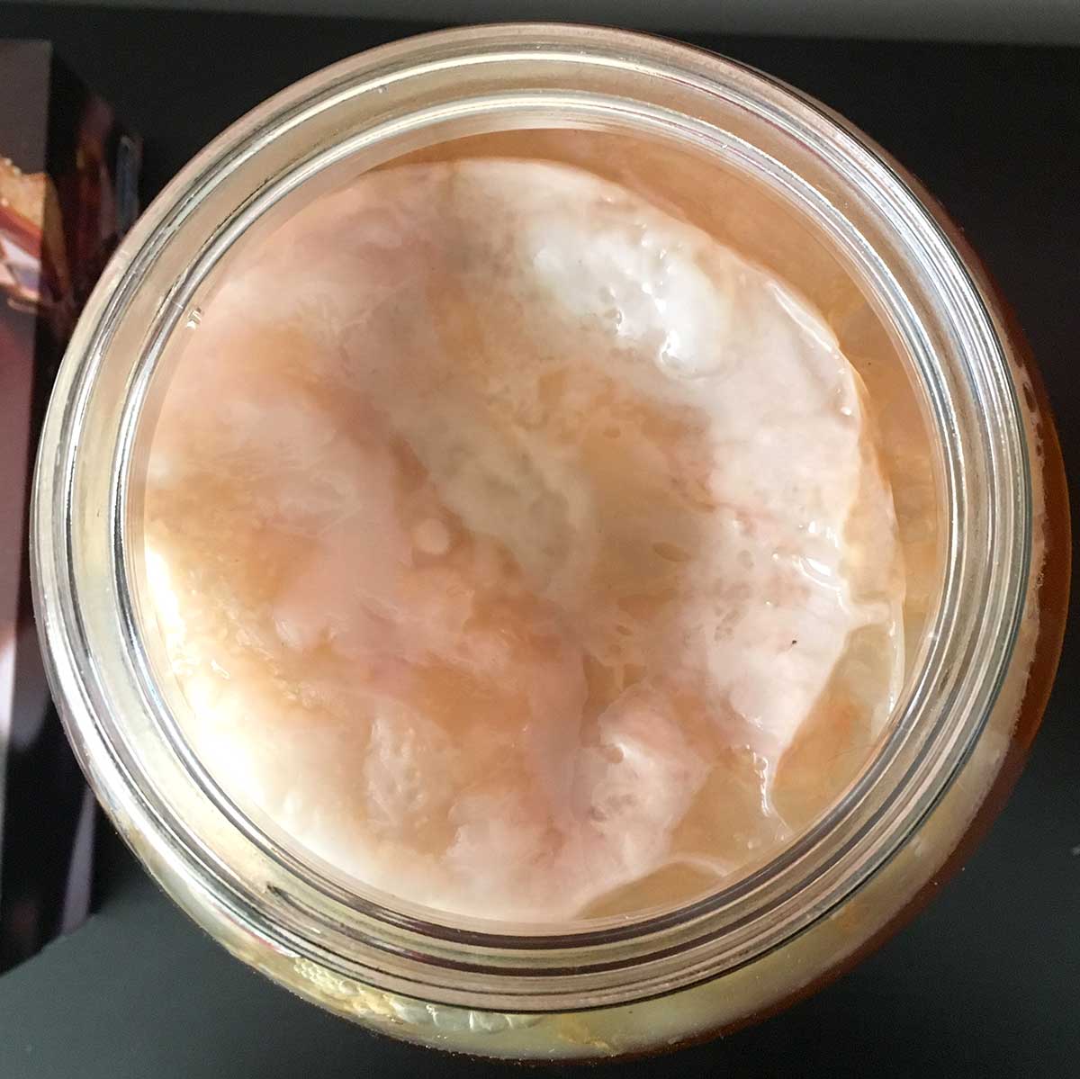 Kombucha Mold vs. Not Mold (with Photos) | Brew Buch