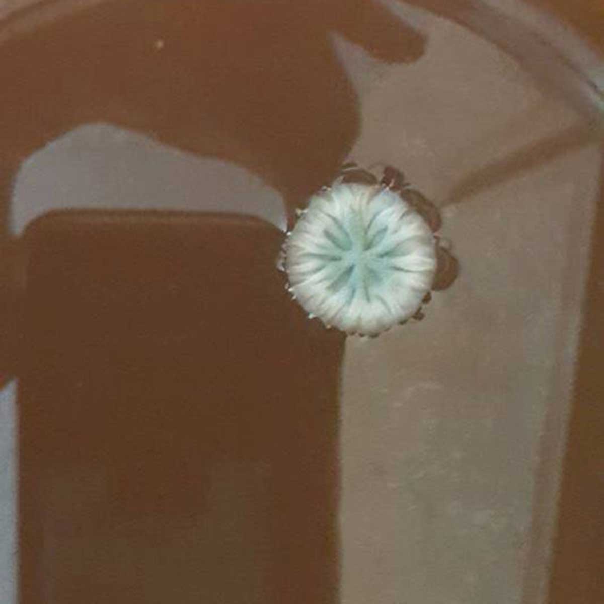 Kombucha Mold vs. Not Mold (The Ultimate Photo Guide!)