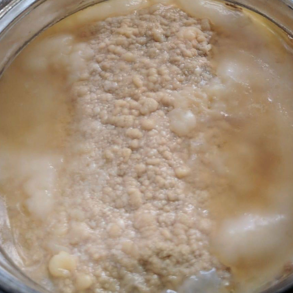 The Homebrewer's Guide to Kahm Yeast And Kombucha | Brew Buch
