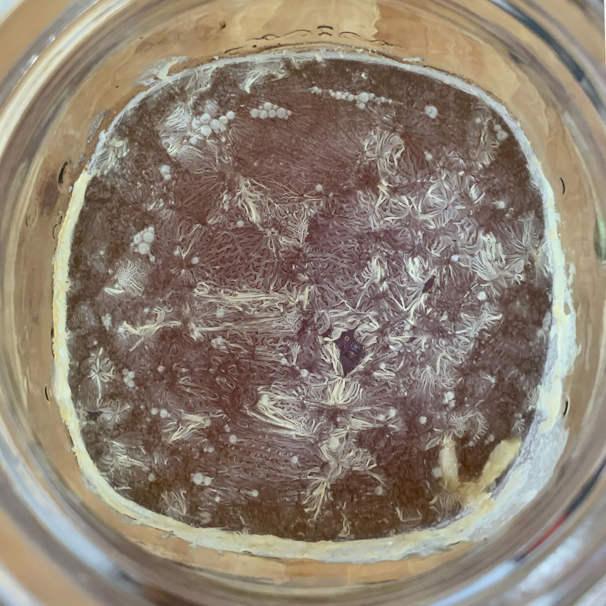 The Homebrewer's Guide to Kahm Yeast And Kombucha | Brew Buch