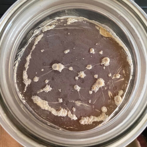 The Homebrewer's Guide to Kahm Yeast And Kombucha | Brew Buch