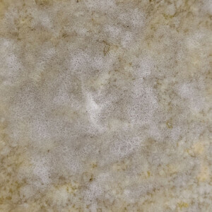 The Homebrewer's Guide to Kahm Yeast And Kombucha | Brew Buch