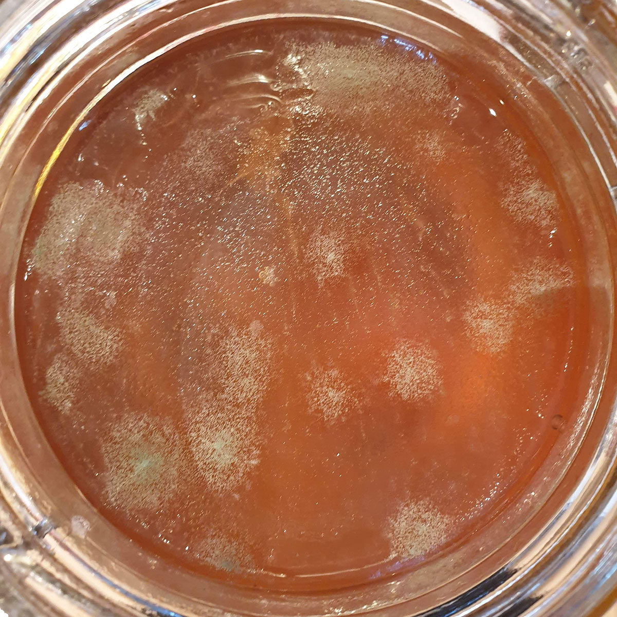 Kombucha Mold vs. Not Mold (The Ultimate Photo Guide!)